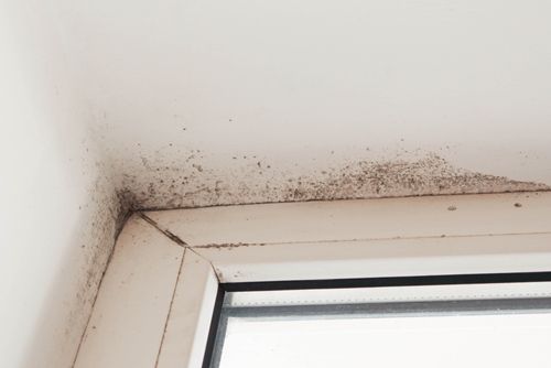What to do about mold growth in your home